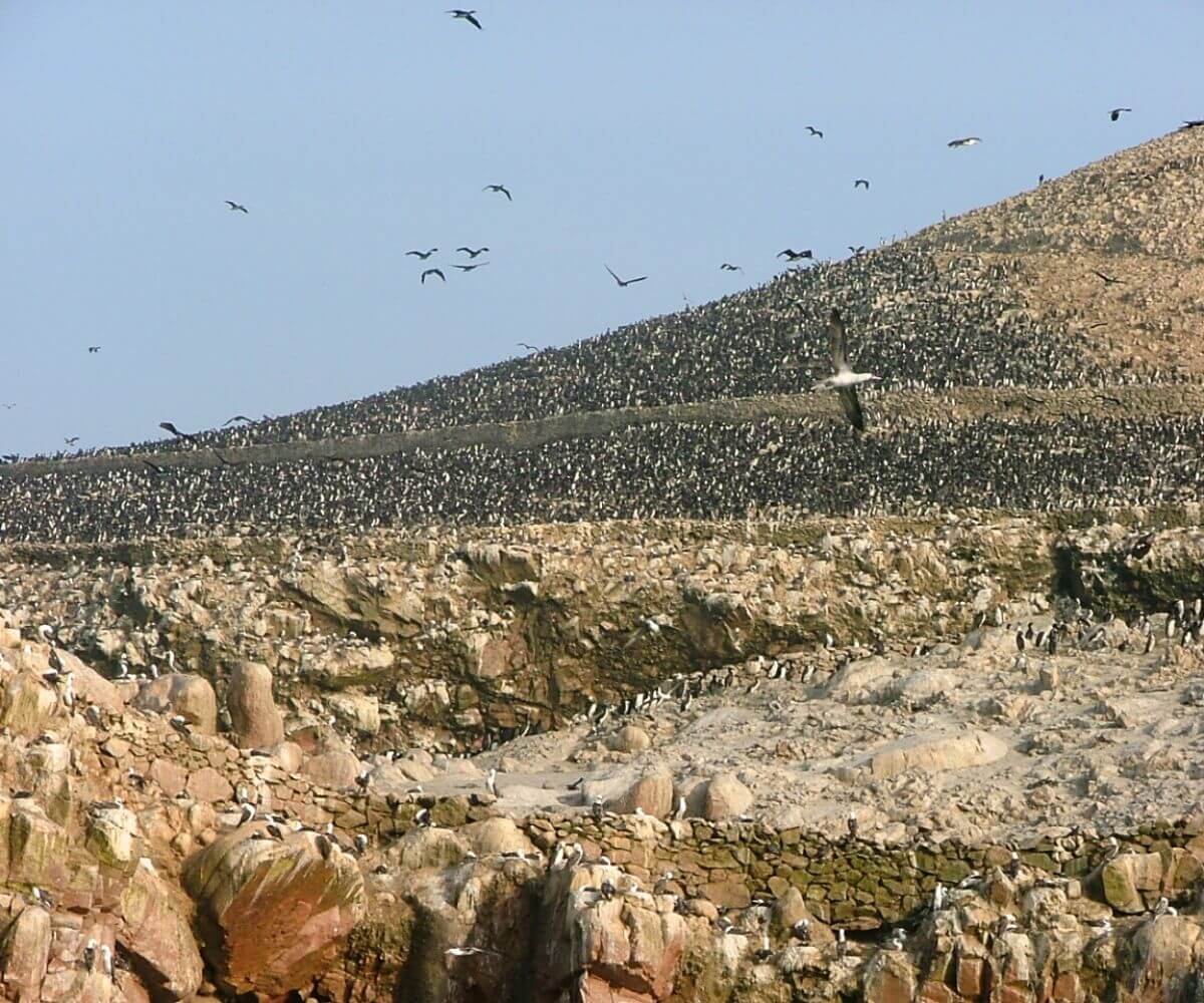 Ballestas Islands: Complete Guide on How to Visit Them from Paracas ...